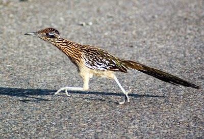 View From The Northern Wall: Road Runner Escapes