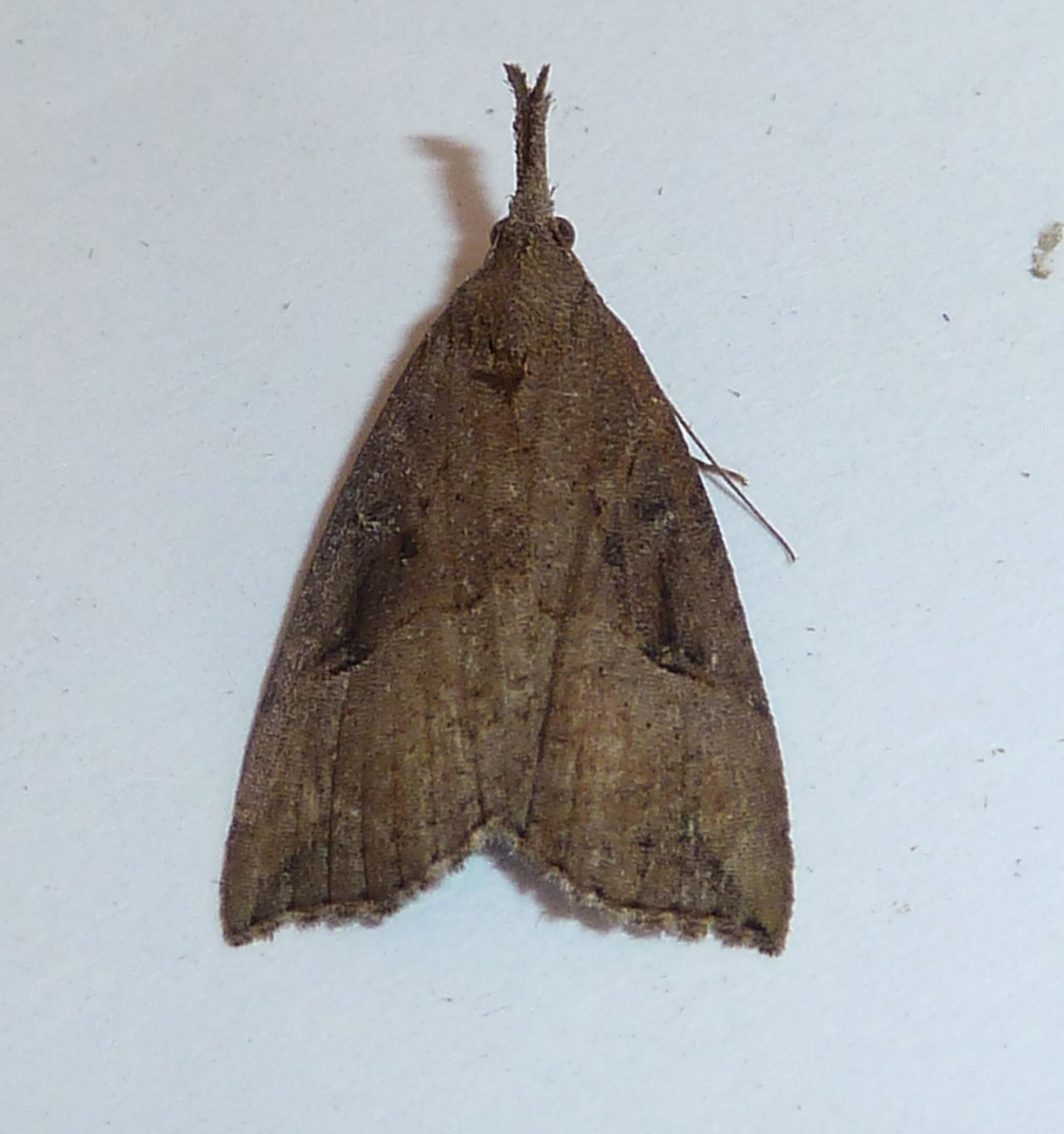 MOTHS ...WE ARE THE CAMPIONS: 7th May 2011...Local snouts