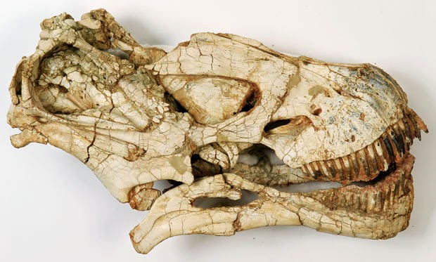 Mundo Pré-Histórico: Tapuiassauro, o mineiro do coração de Jesus