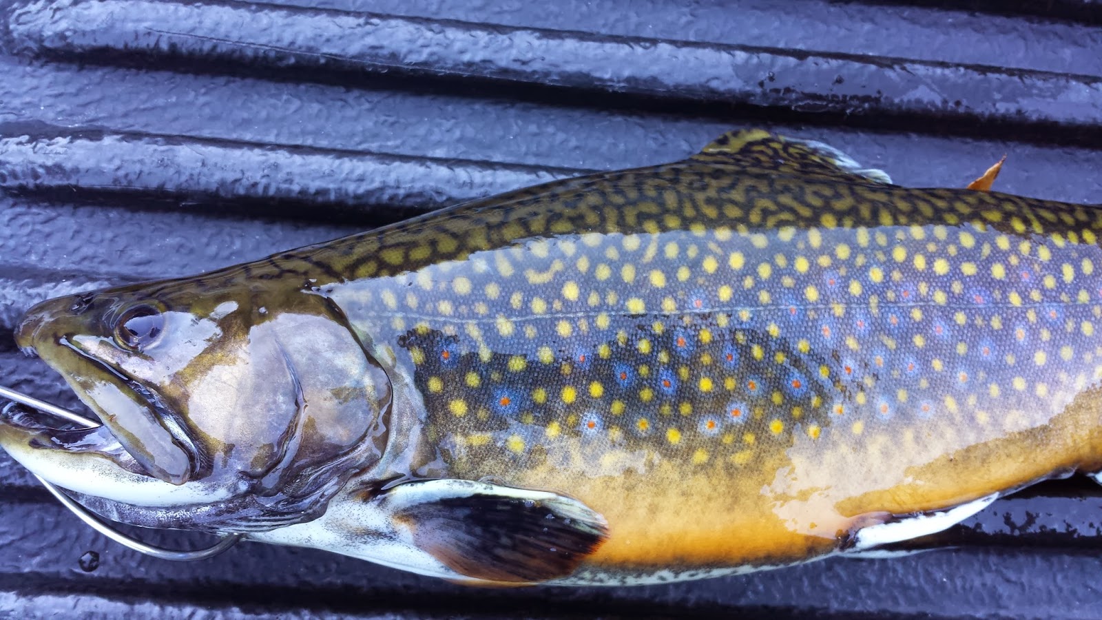 Mount Maker charters hits the hills