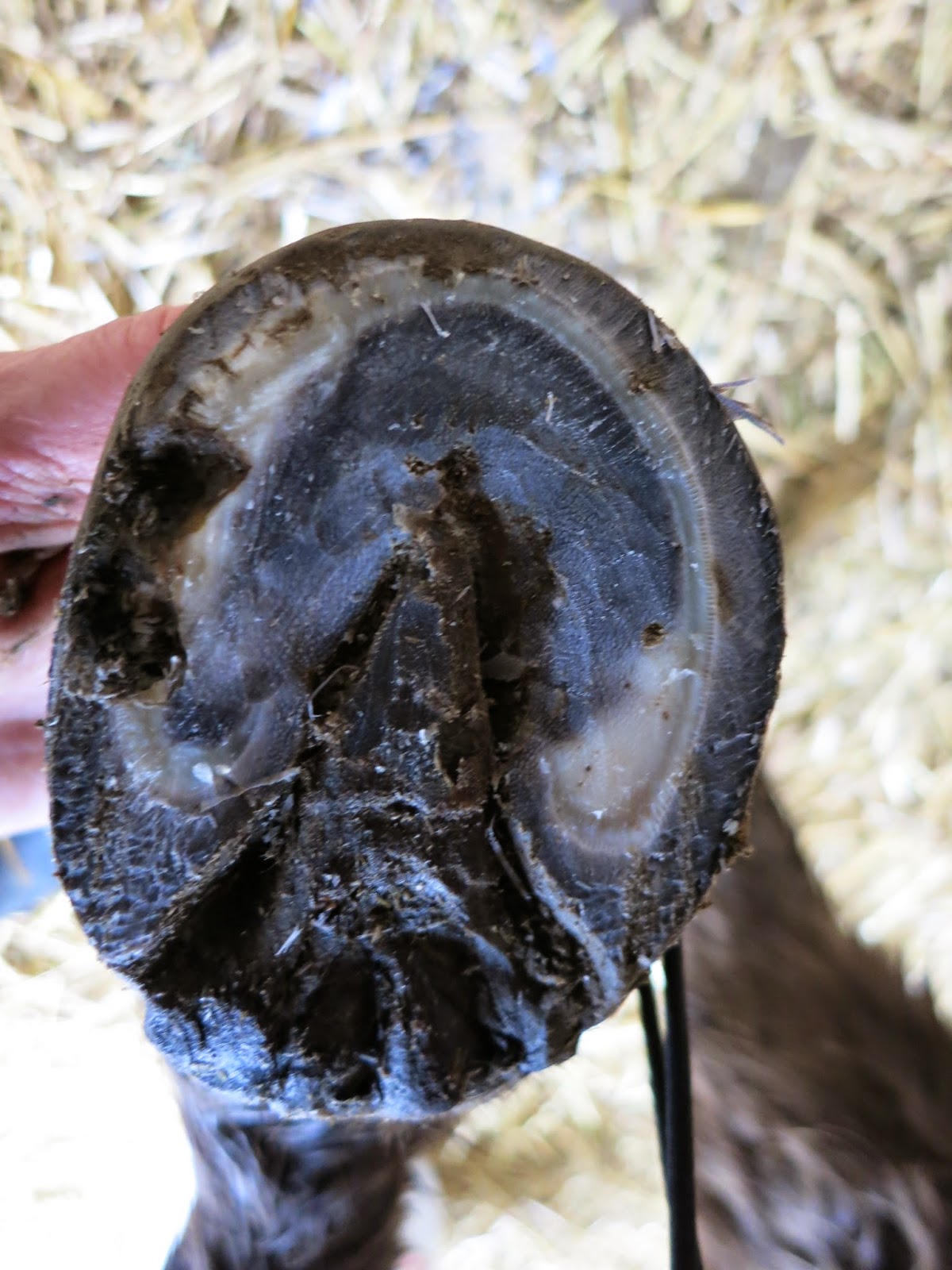 The Dancing Donkey: Foot Update