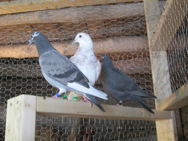AMERICAN RACING PIGEON UNION: MORE THAN JUST BIRDS