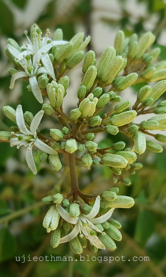 Titian Perjalanan : Cendawan dan Bunga Pokok Kari