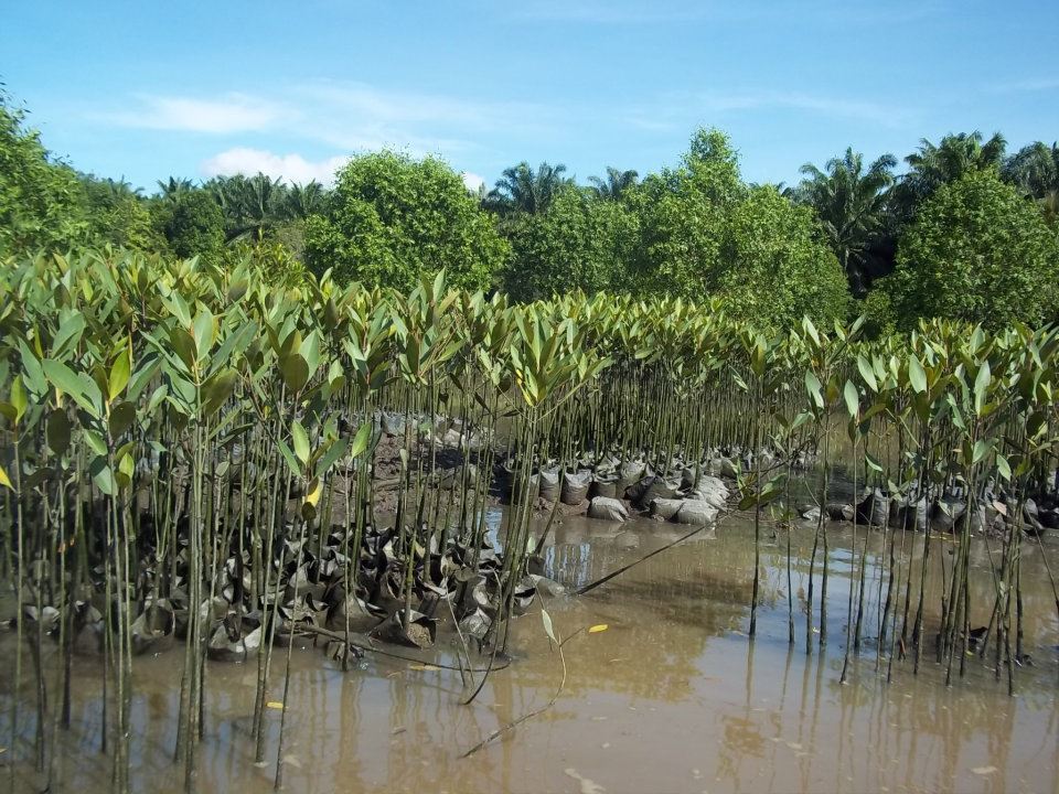 |CARE| IPG Kampus Tuanku Bainun: Meneroka keindahan hutan paya bakau di ...