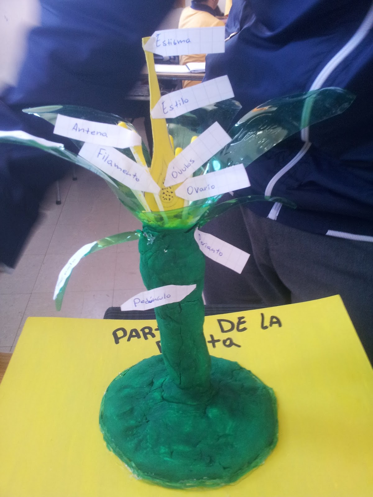 COMPARTAMOS NUESTRO C - N: Maqueta _partes de la Flor_8_2016