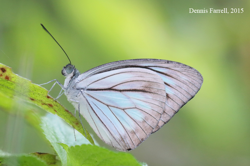 Butterflies of Thailand: 222. The Common Wanderer (Pareronia anais anais)
