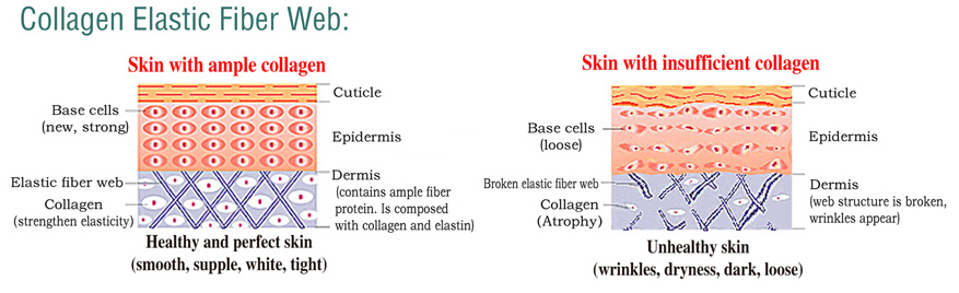 Traditional Mom: What Is Collagen?