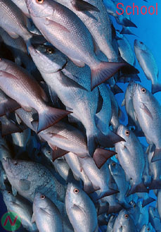 Fish Names & Pictures | Fish Vocabulary | Necessary Vocabulary ...