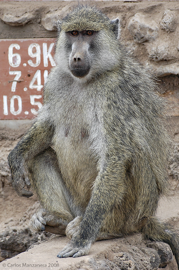 Vacances pagades: Papio anubis