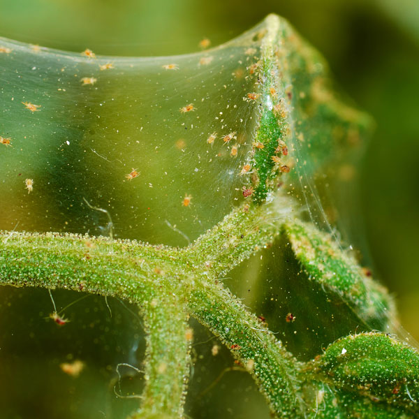 Spider mite