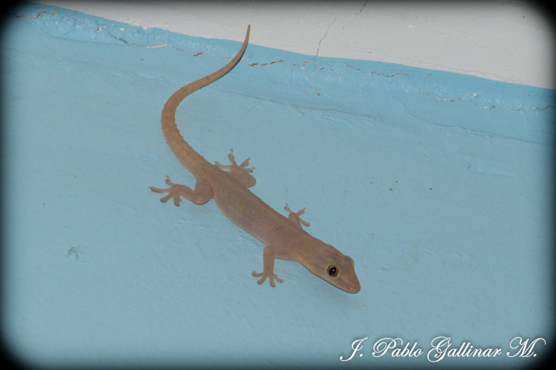 Fotocuates. . .: Besucona ...