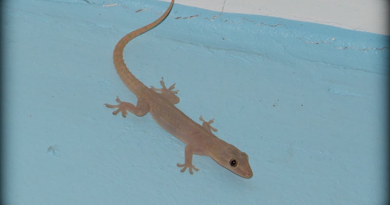 Fotocuates. . .: Besucona ...