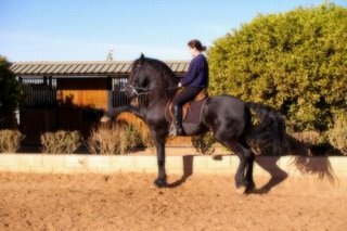 Todo caballos: El caballo Frisón