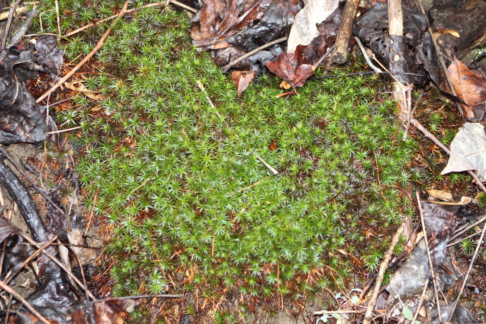 Beyond My Garden: Winter Moss