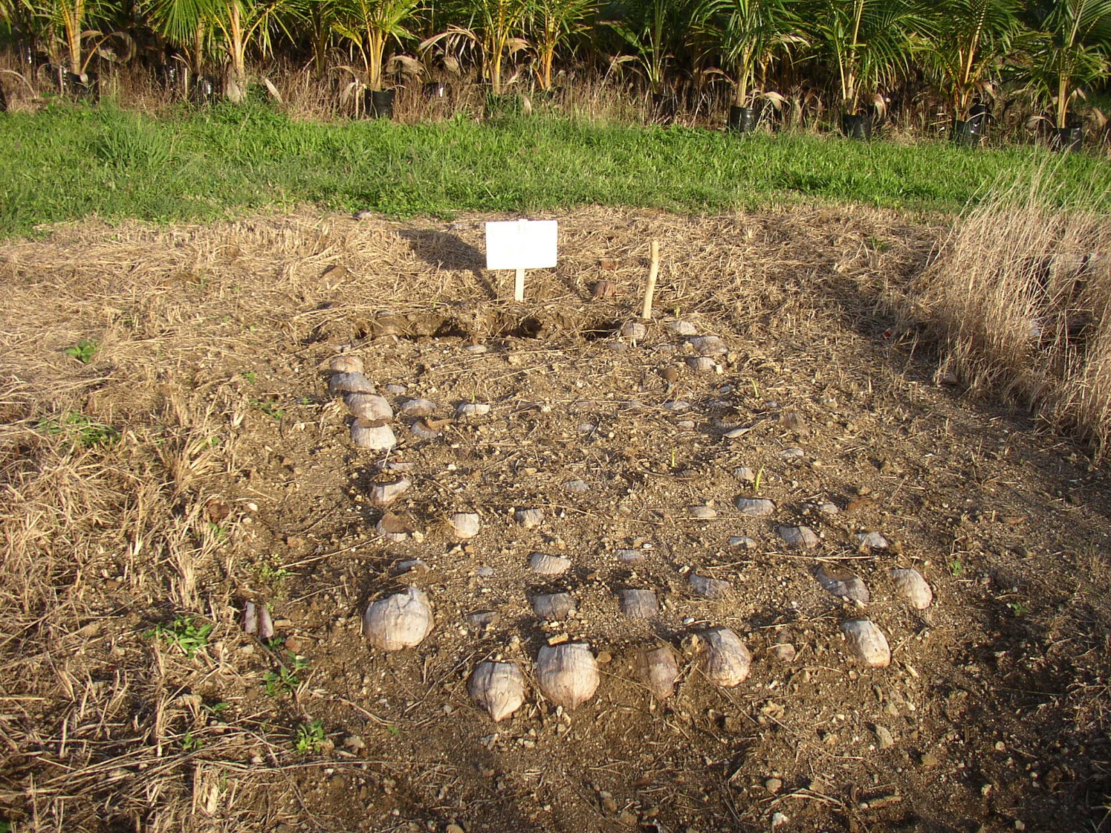 Coconut planting material for the Pacific region: Nursery management at ...