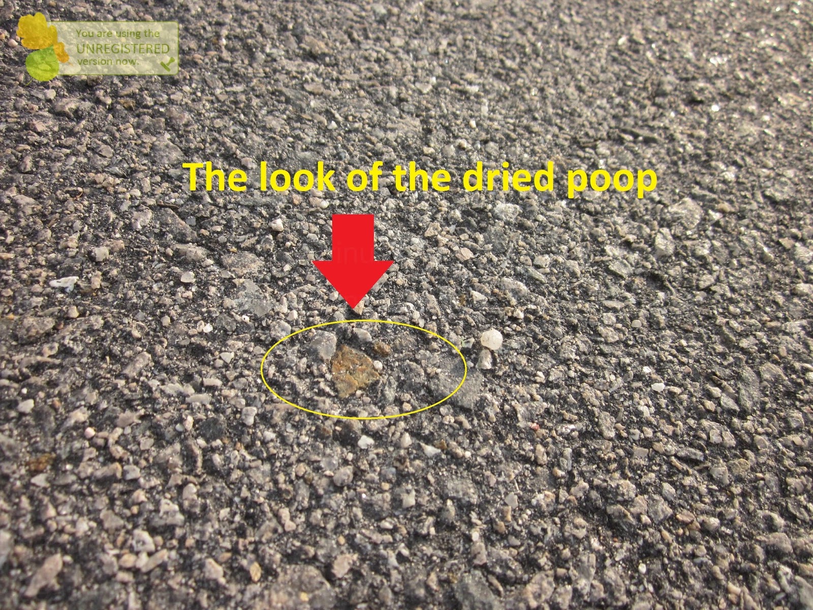 Healthy Nurul Beauty: The look of the dried dog poop in front of my ...