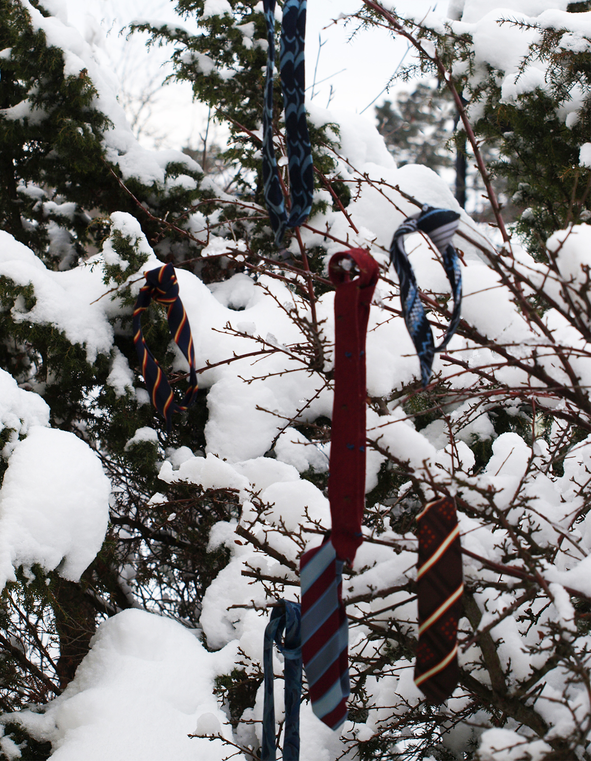 Vilt og vakkert: Fastelaven