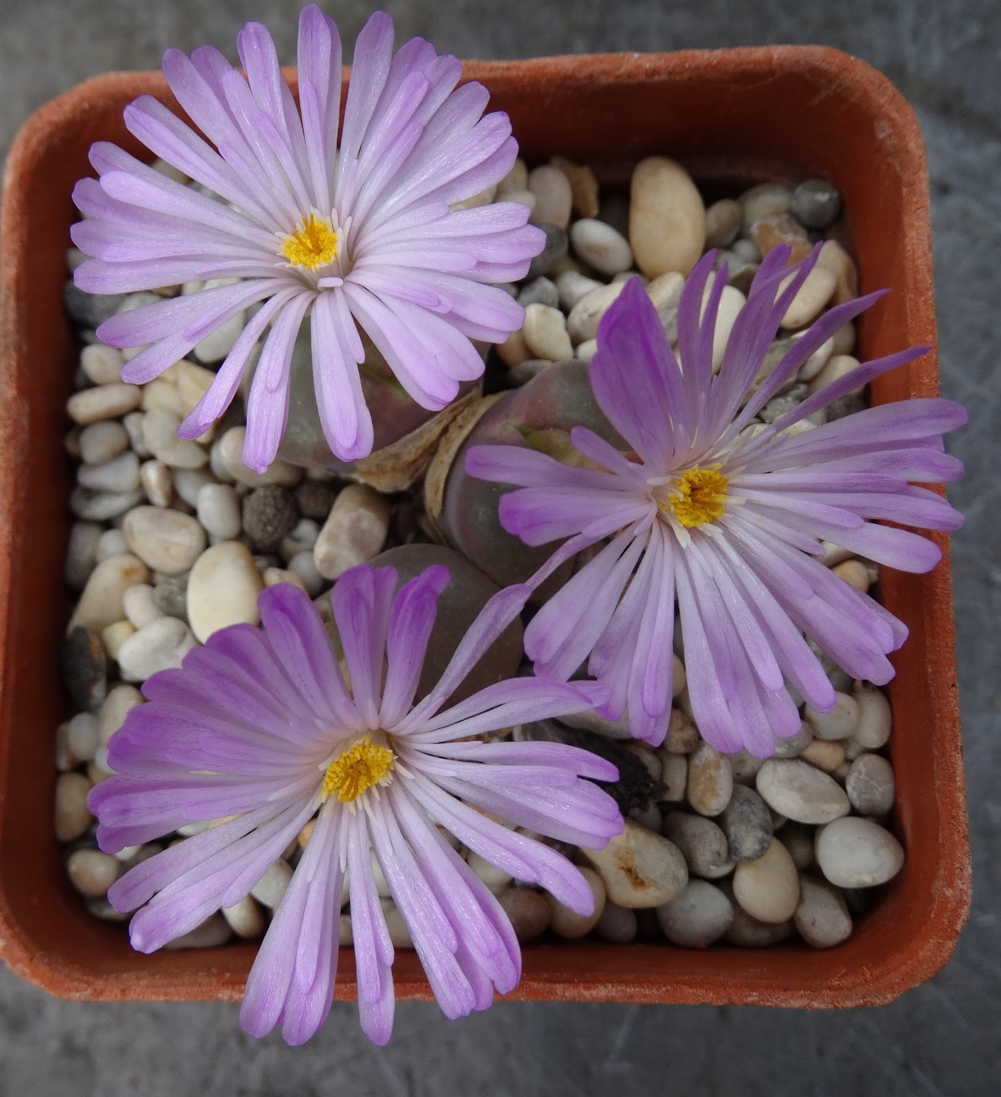Succulent Sundae: CONOPHYTUM PRAESECTUM