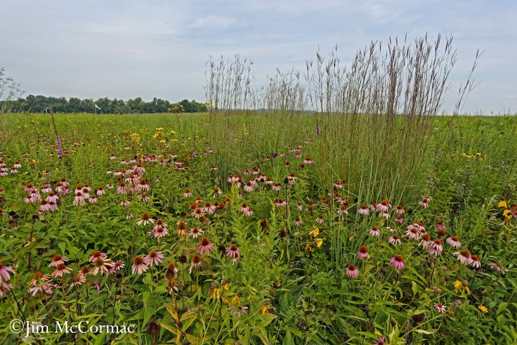 Ohio Birds and Biodiversity: Sedge Wrens at historic Huffman Prairie
