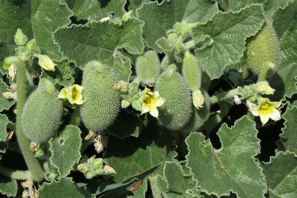 Livorno Daily Photo: Squirting Cucumber
