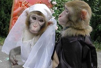 Monitos casandose - Imagui