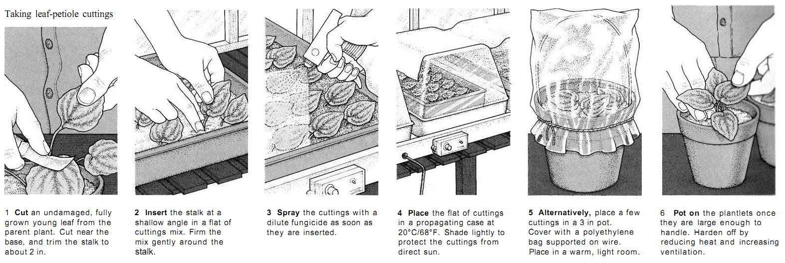 A Day at Garden : Simple Gardening Tips, Tutorial, Jurnal with Pic ...