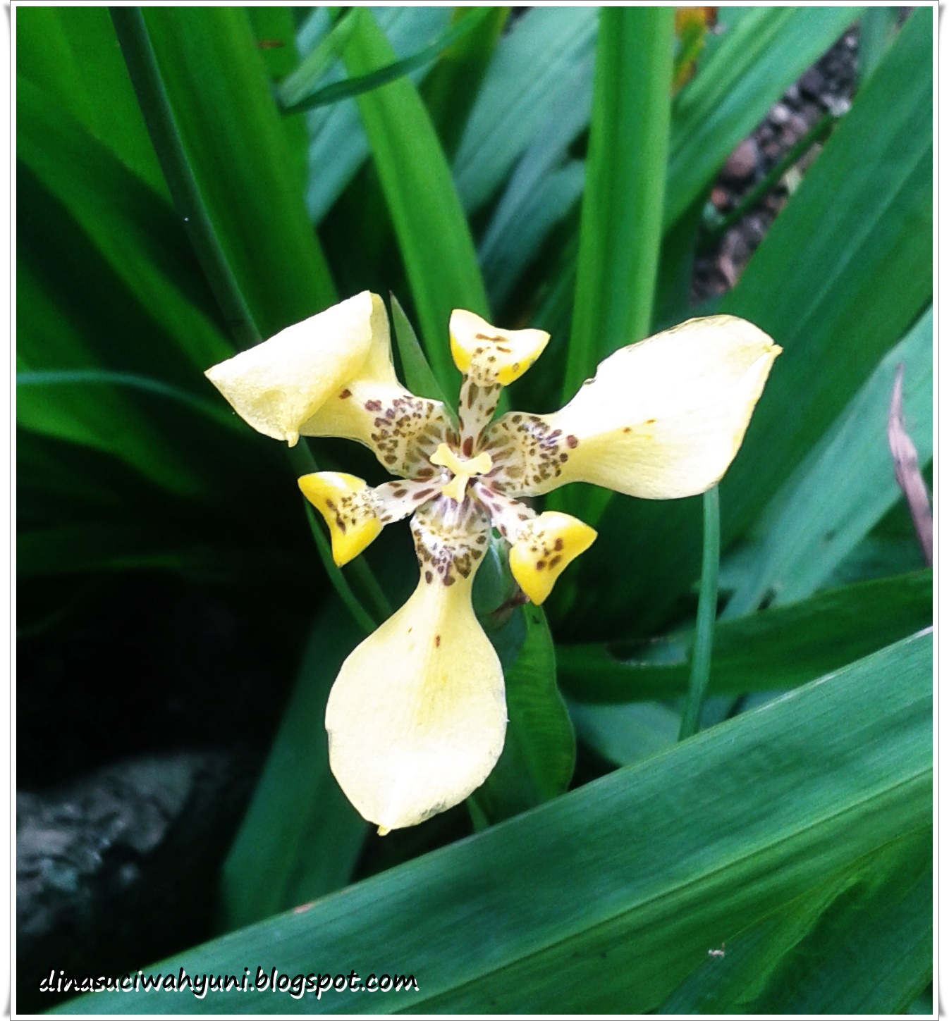 JENIS DAN NAMA - NAMA BUNGA (TANAMAN HIAS " BUNGA CANTIK") | JDSK