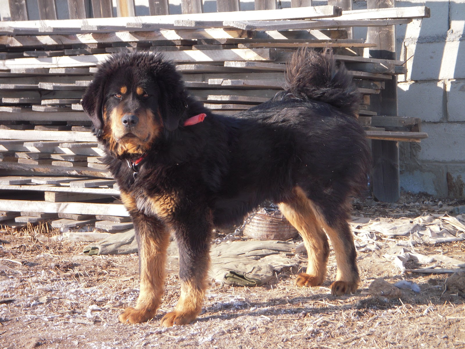 Mongol experiences: Tsagaan Sar (White Moon), Mongolian Lunar New Year