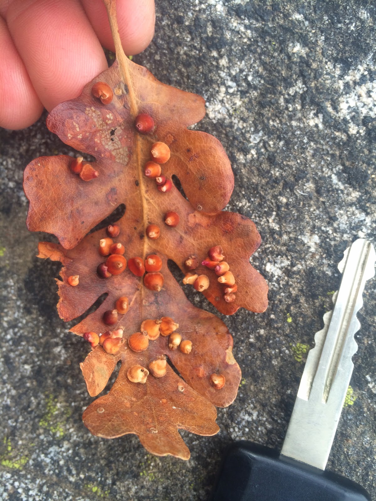 Tejon Ranch Conservancy Blog: You've Got Some Gall!