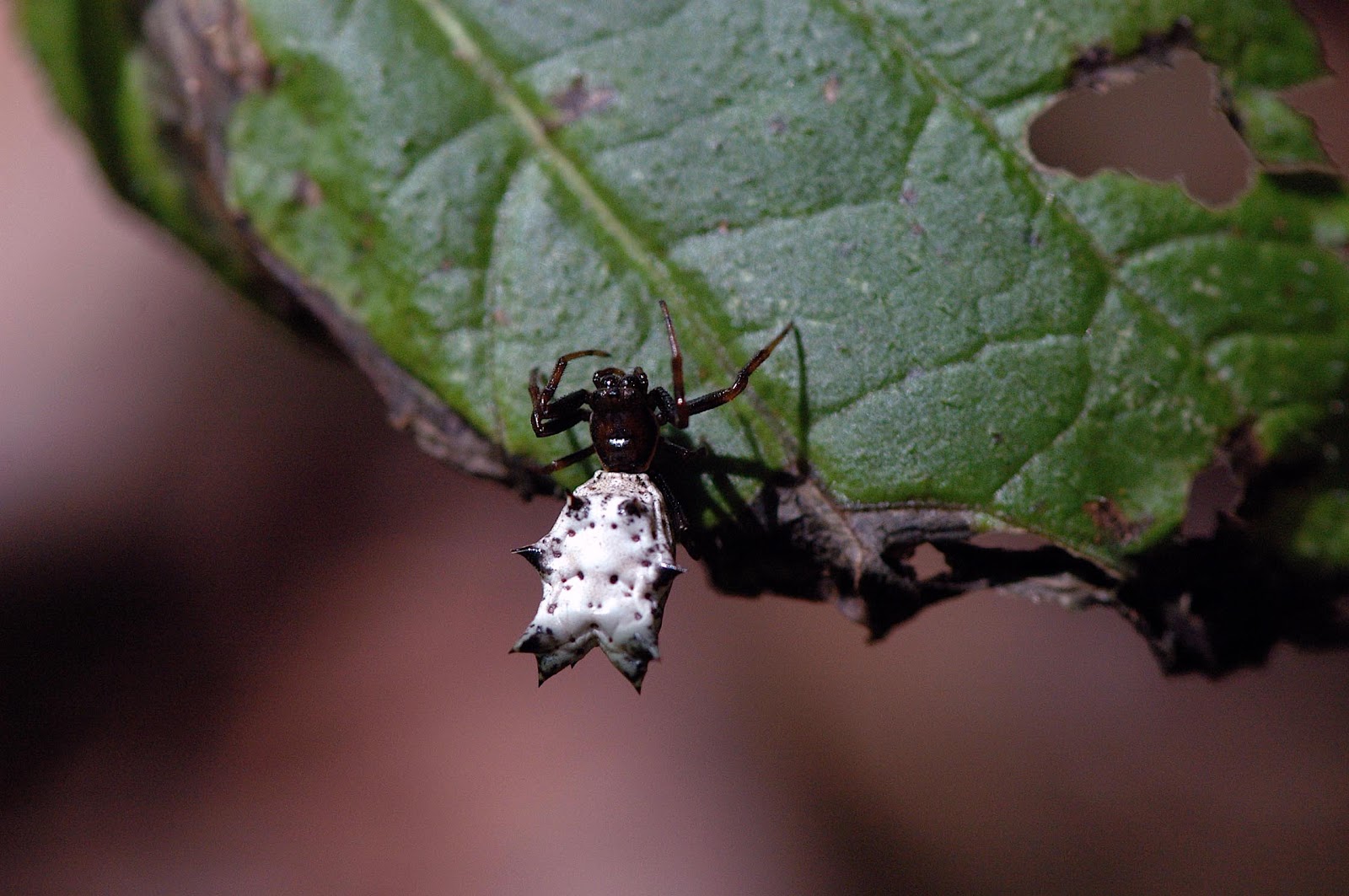 Field Biology in Southeastern Ohio: Ohio Spiders