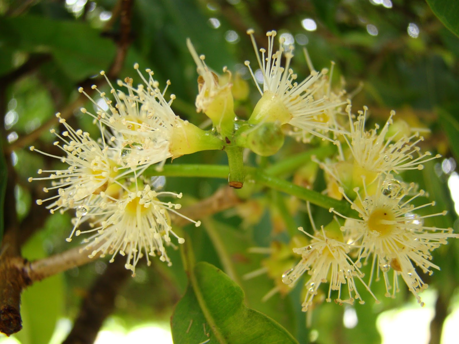 Jamelão - Syzygium cumini