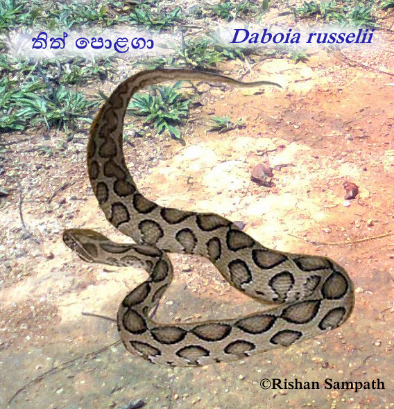 ශ්‍රී ලංකාවේ සර්පයෝ: තවත් විෂ සහිත සර්පයෙක්- තිත් පොළගා Russell's Viper