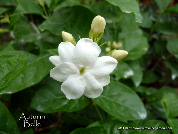 My Nice Garden: Flower Street at Little India Klang - Part 1 Jasmine