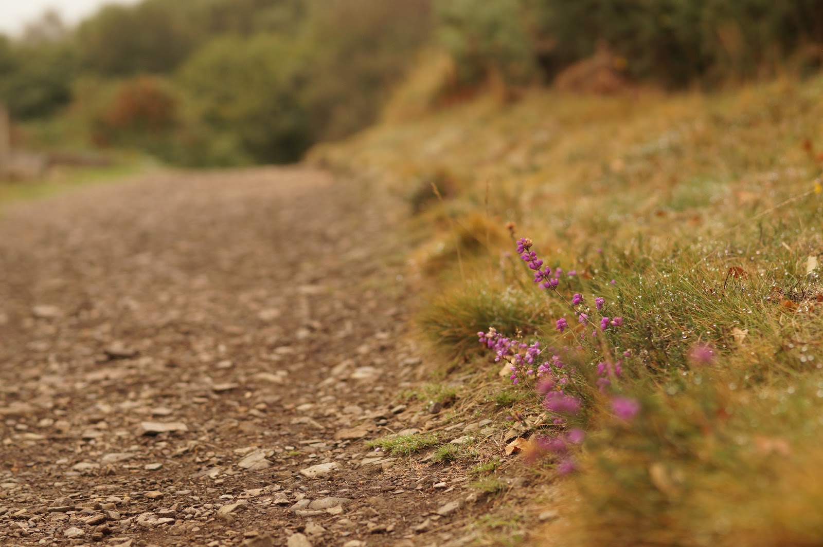 Castle Drogo and the walk to Fingle Bridge through the Teign Gorge ...