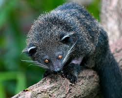 The Animal Blog: Arctictis binturong Facts..