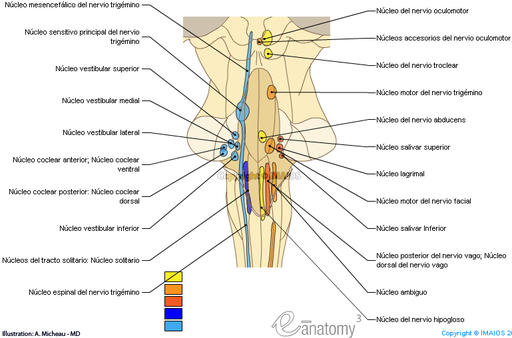 Portafolio: Sueño, ensueños y ritmos circadianos