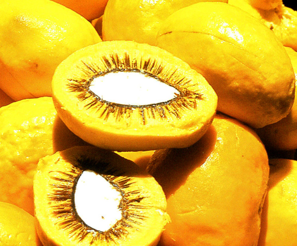 Pequi Fruto Tipico do Centro Oeste [Ivana Schäfer] | Revista Biografia