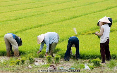 All About Farming: The Rice Growing and Production Process