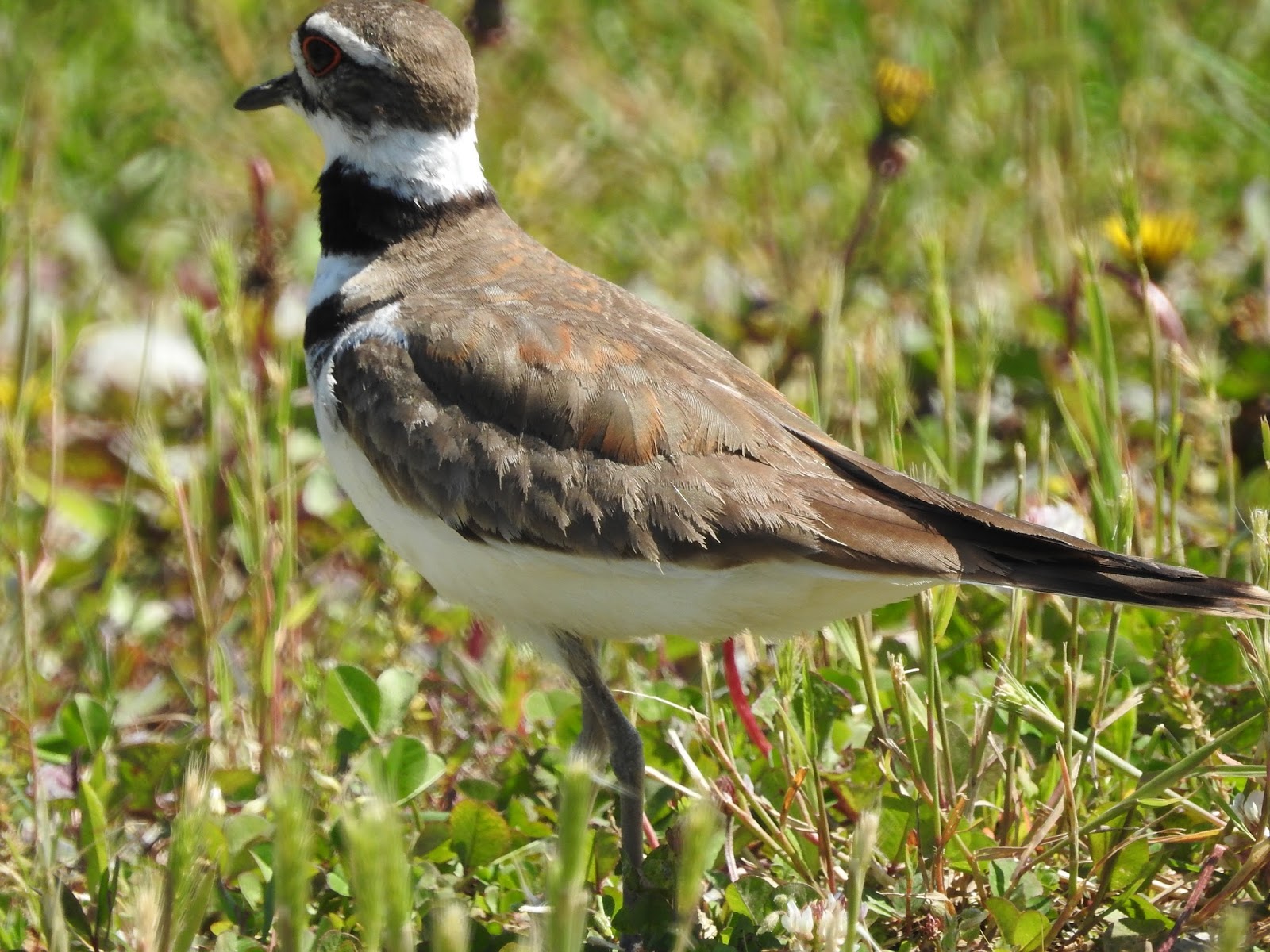 Richard's Kentucky Bird Tracks : May 2016