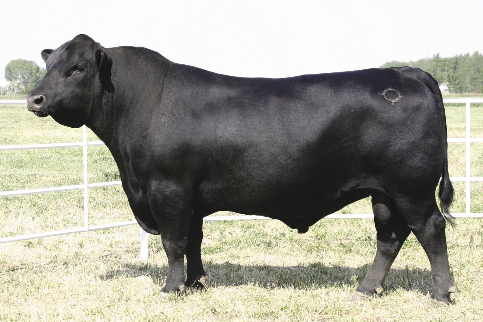 Razas de Bovinos - Angus