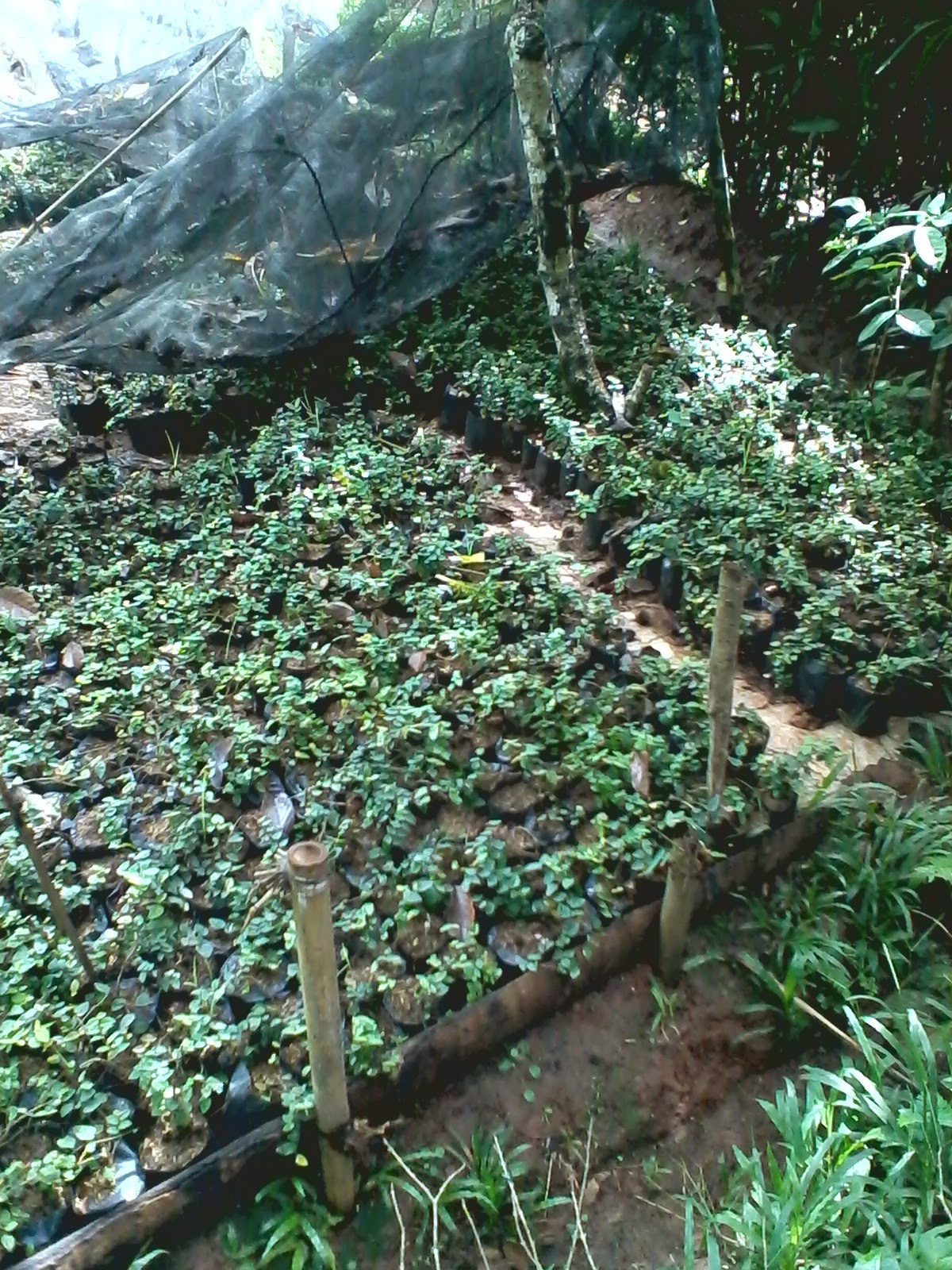 JENIS JENIS TANAMAN HIAS MERAMBAT | Habiban Plants