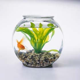 ¿CÓMO MANTENER LIMPIA Y CUIDADA LA PECERA DE LOS PECES?-TODO SOBRE ...