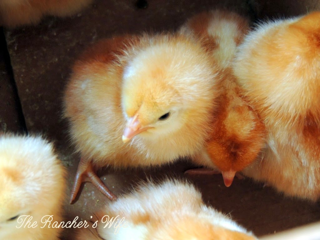 A Little Fun WIth Some Fuzzy Chicks - The Idaho Rancher's Wife