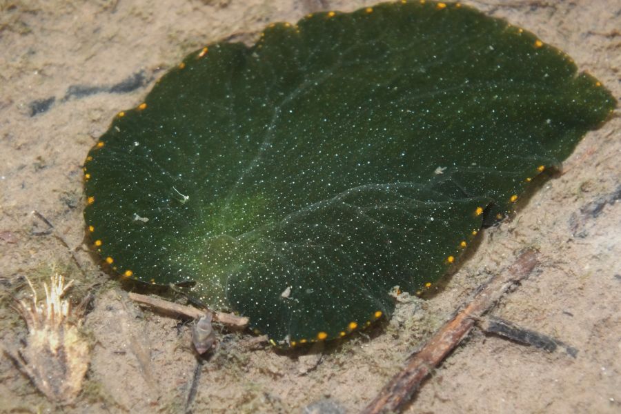 Queensland Coast: Elysia the Solar-powered Sea Slug