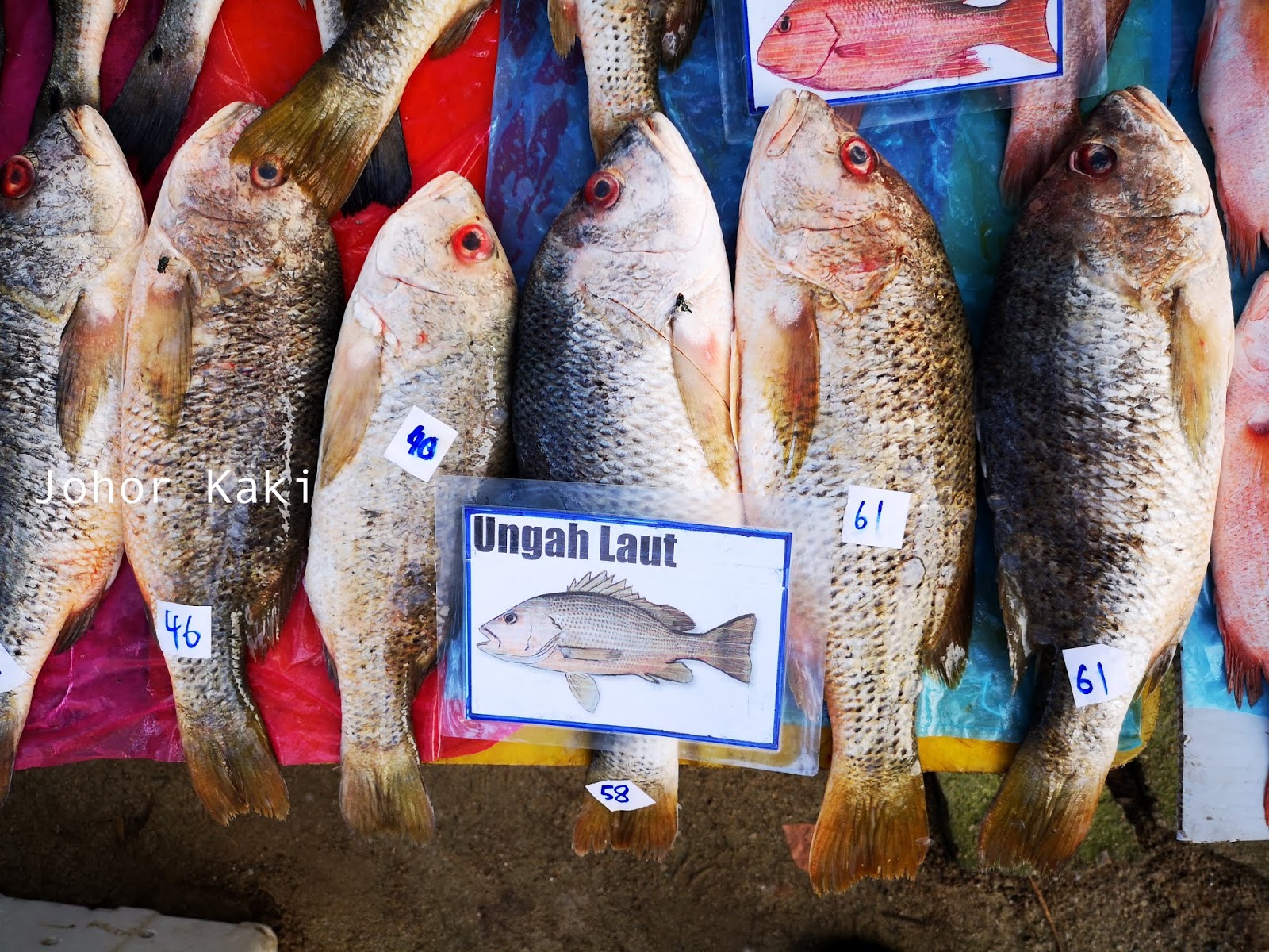 Where to Buy Fresh Fish in JB. Pasar Ikan Bakar Batu in Permas Jaya ...