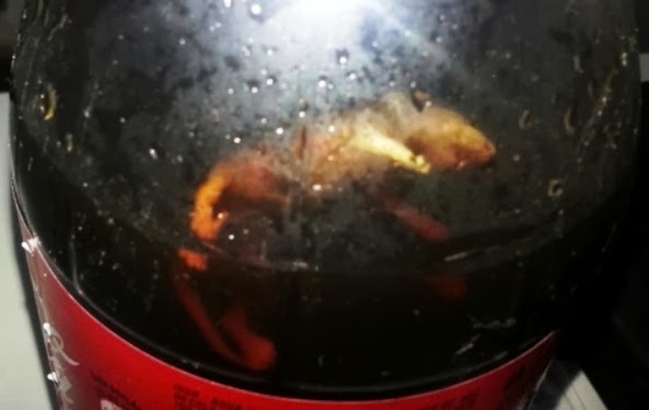 No Procon, Coca-Cola se defende após consumidor reclamar de rato em ...