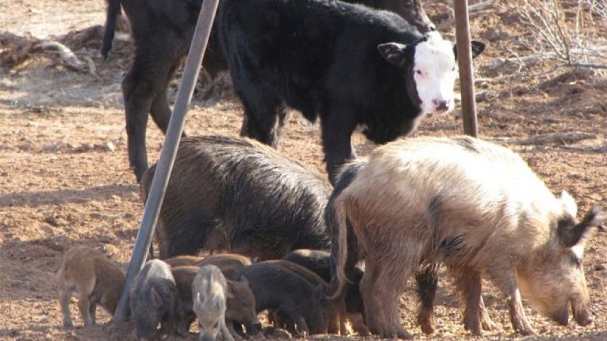 The American Cowboy Chronicles: Texas Has A Feral Hog Problem