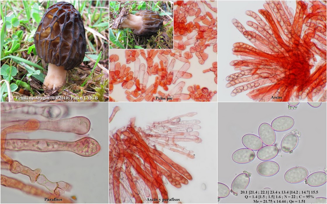 Microscopía de hongos. Vol 3. L - N: Morchella intermedia