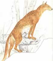 El Mejor Amigo del Hombre: Origen y Evolución del Perro