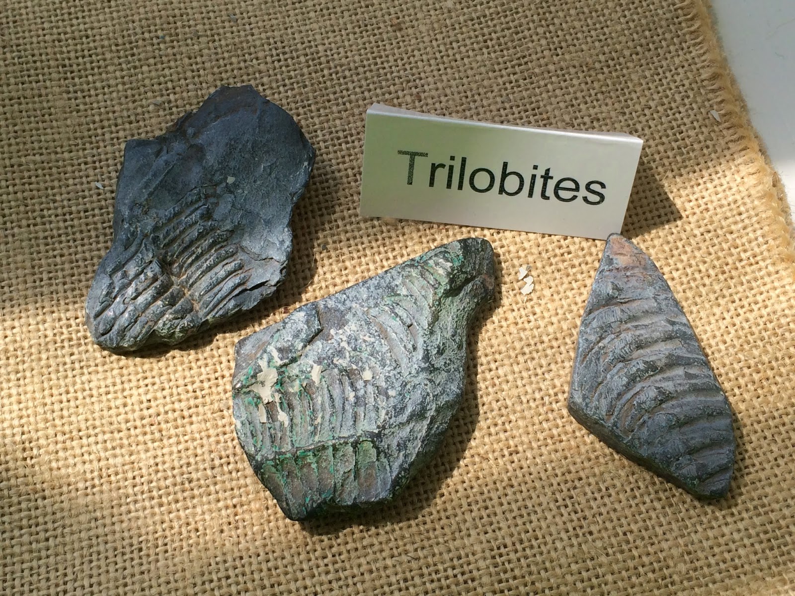 venturing4th: Archaeocyathids